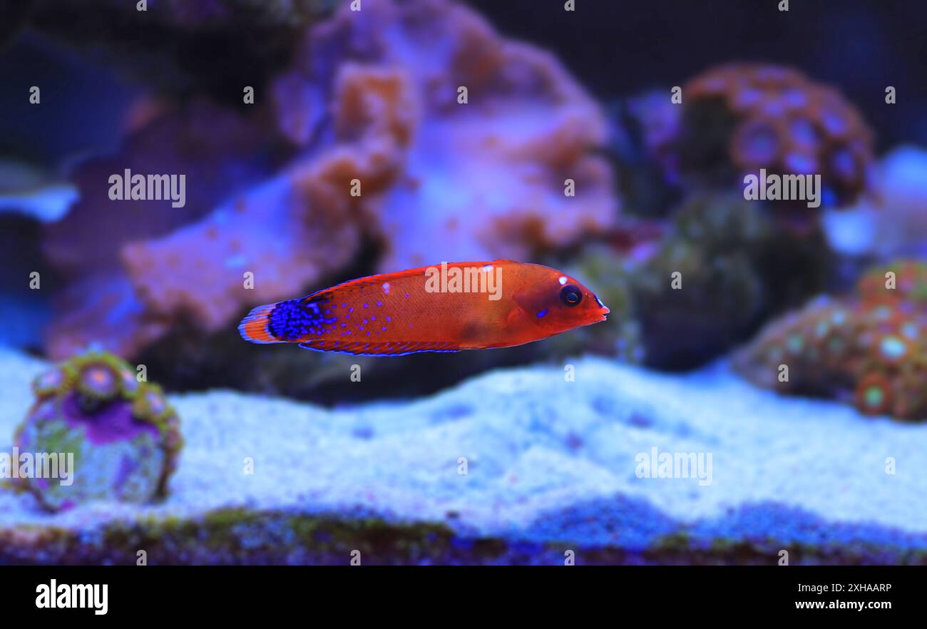 Red Coris Wrasse - (Coris gaimard Stock Photo - Alamy