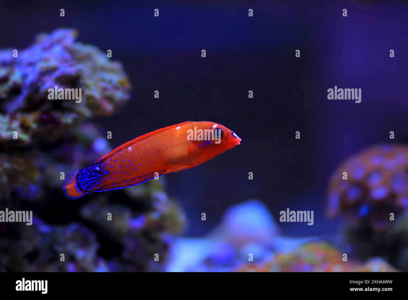 Red Coris Wrasse - (Coris gaimard Stock Photo - Alamy