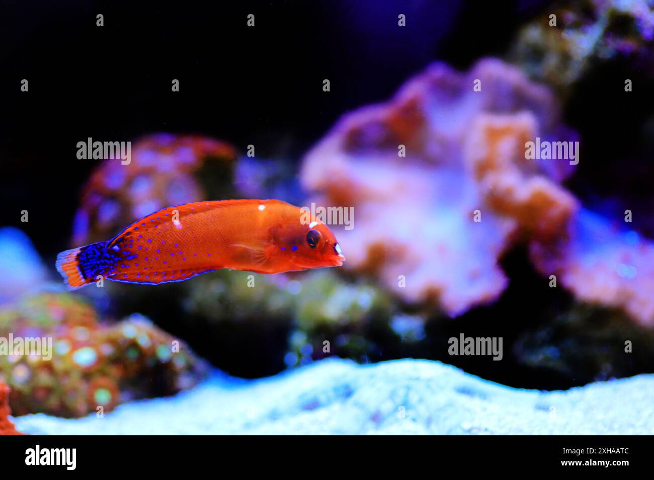 Red Coris Wrasse - (Coris gaimard Stock Photo - Alamy