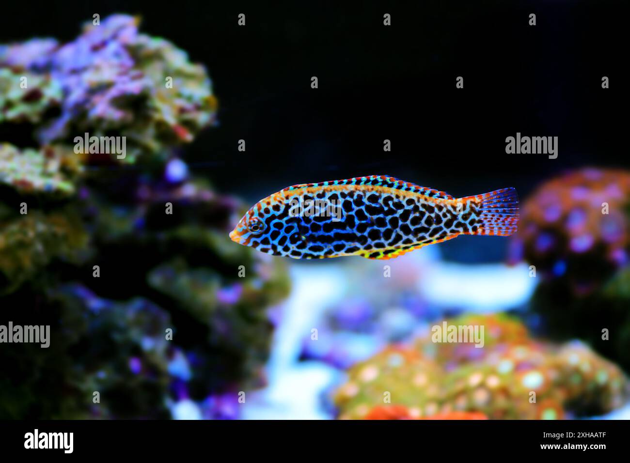 Black spotted Leopard Wrasse - (Macropharyngodon meleagris Stock Photo ...