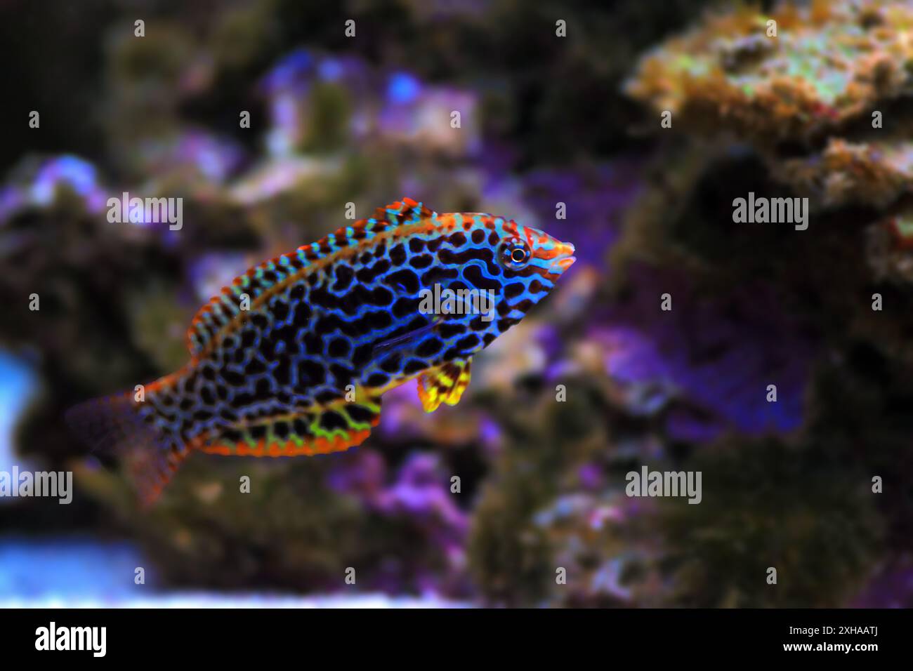 Black spotted Leopard Wrasse - (Macropharyngodon meleagris Stock Photo ...