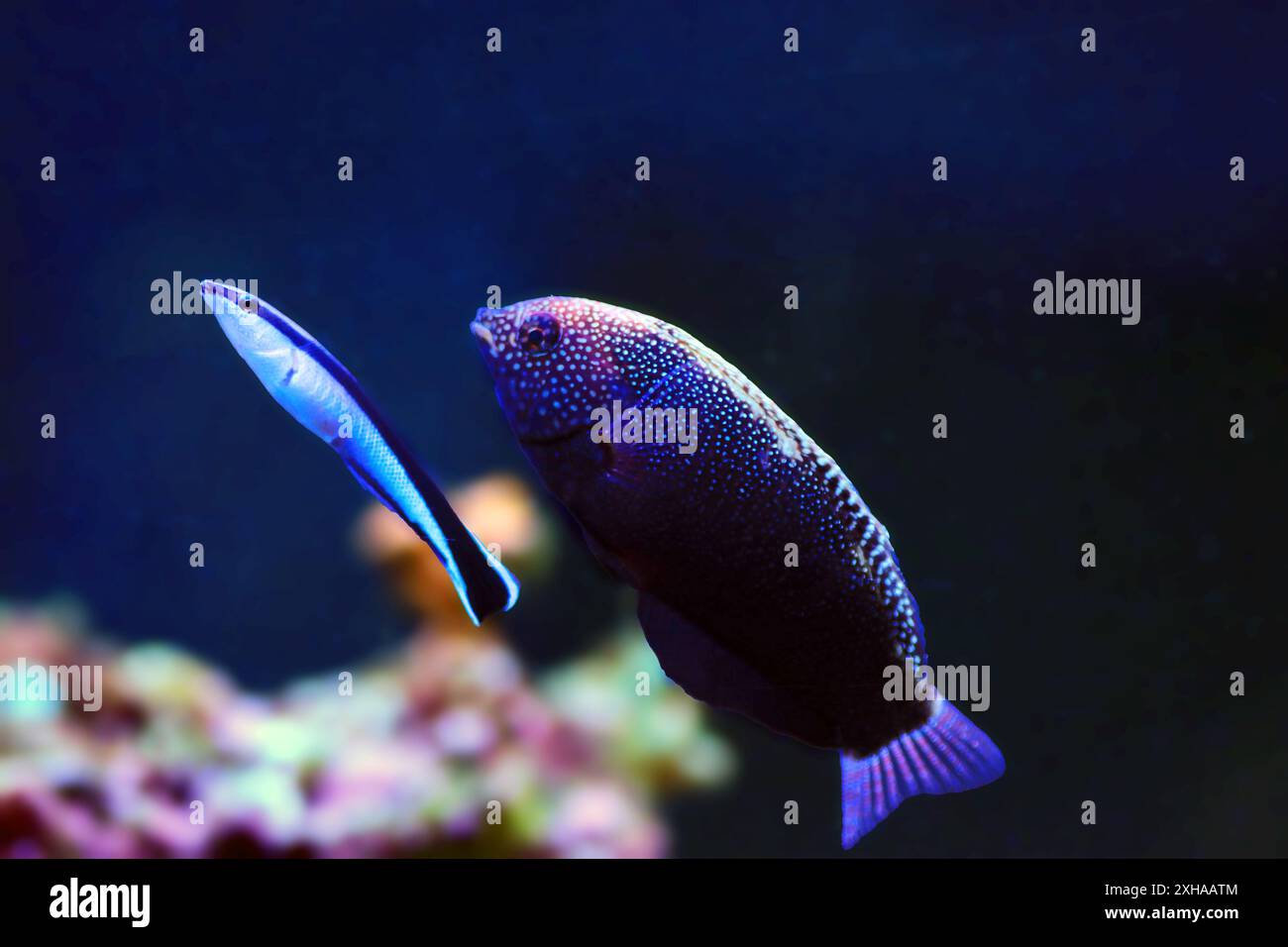 Black Leopard Wrasse - Macropharyngodon negrosensis Stock Photo - Alamy