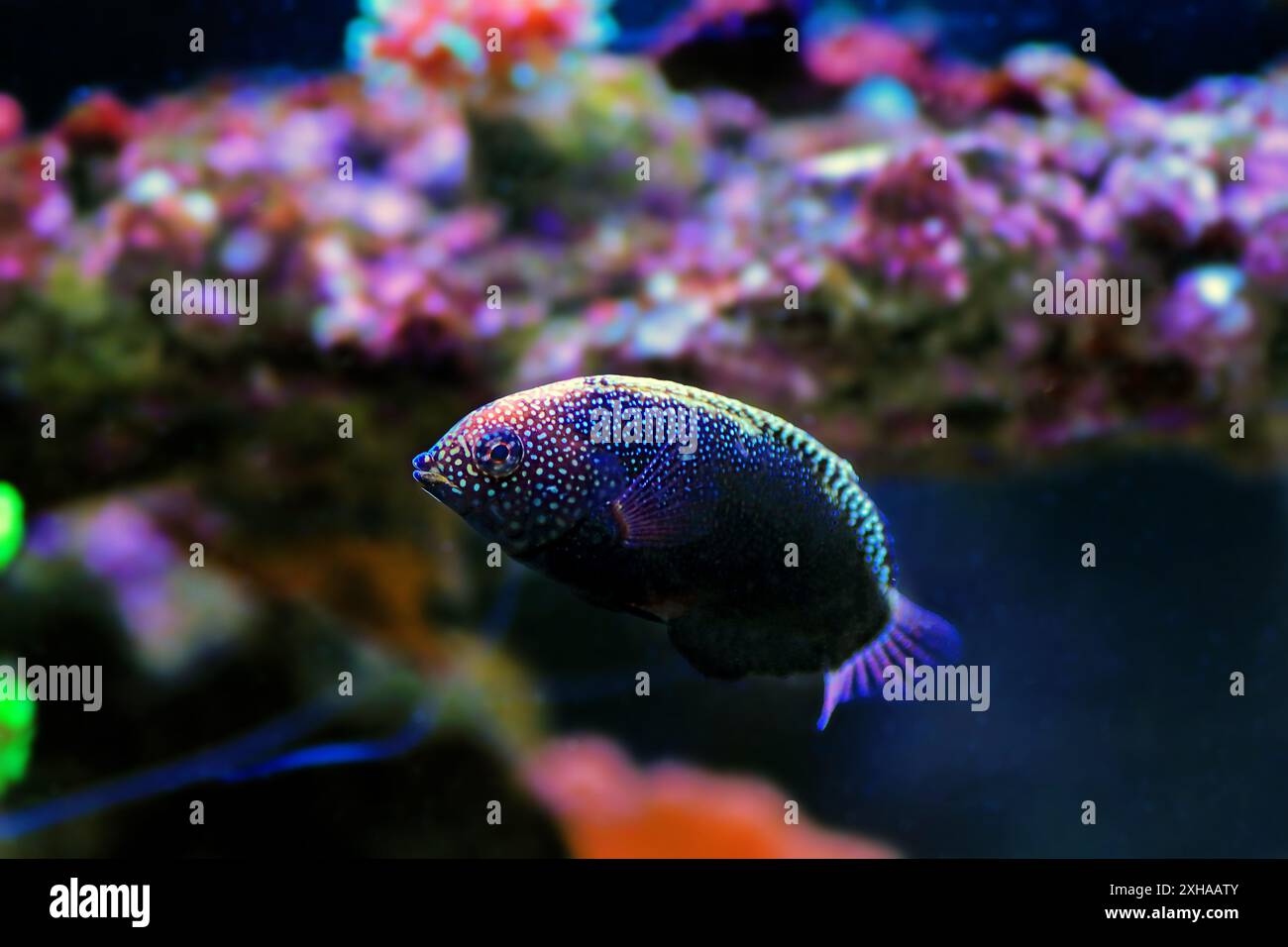 Black Leopard Wrasse - Macropharyngodon negrosensis Stock Photo - Alamy