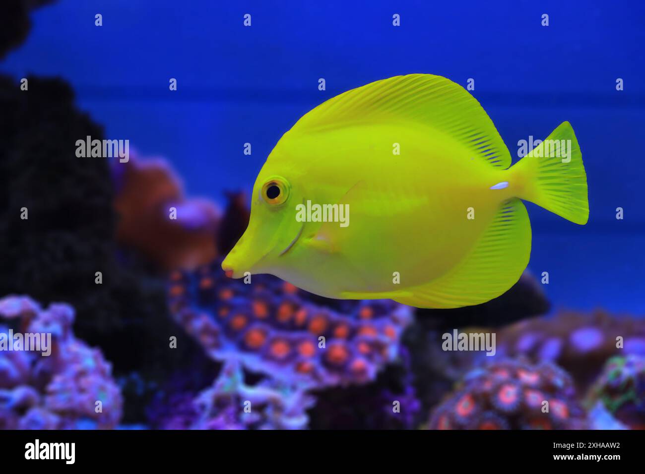 Hawaiian Yellow Tang - Zebrasoma flavescens Stock Photo - Alamy