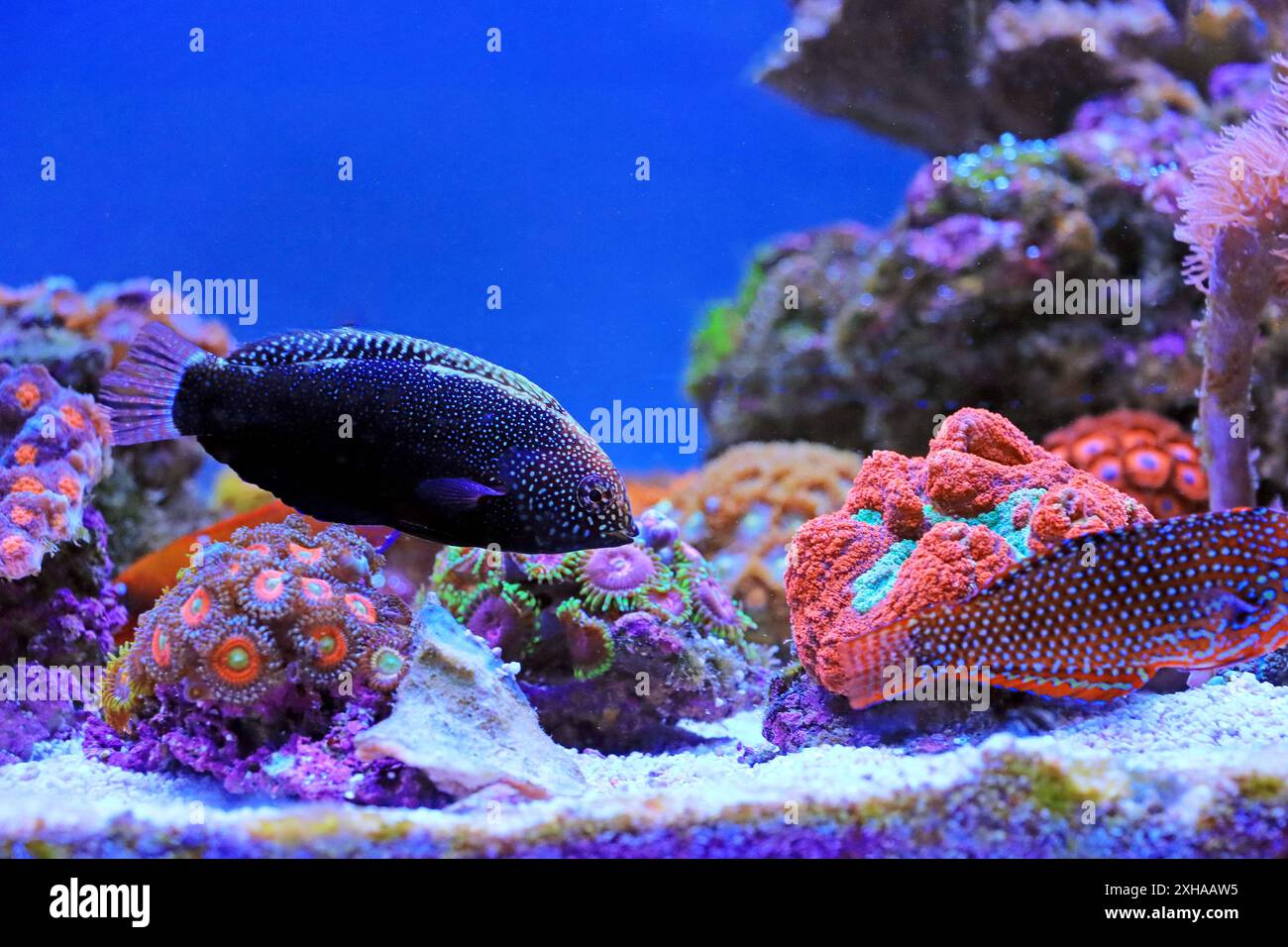 Black Leopard Wrasse - Macropharyngodon negrosensis Stock Photo - Alamy