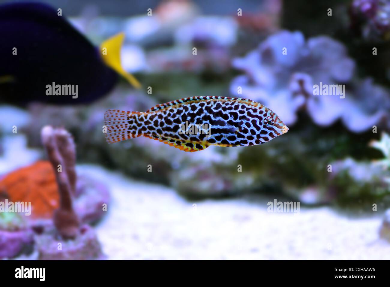 Black spotted Leopard Wrasse - (Macropharyngodon meleagris Stock Photo ...