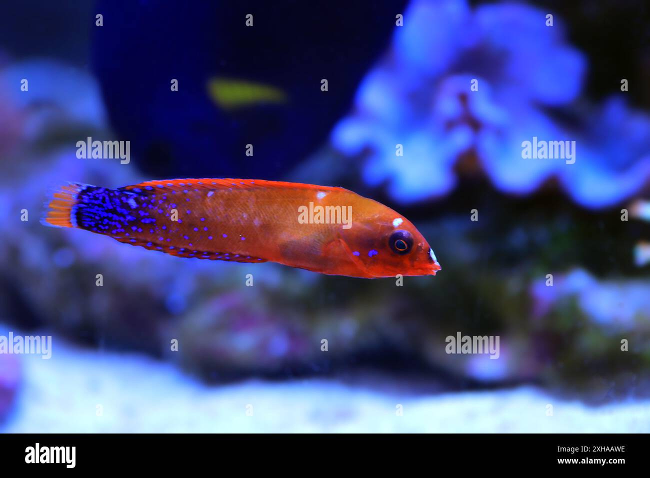 Red Coris Wrasse - (Coris gaimard Stock Photo - Alamy