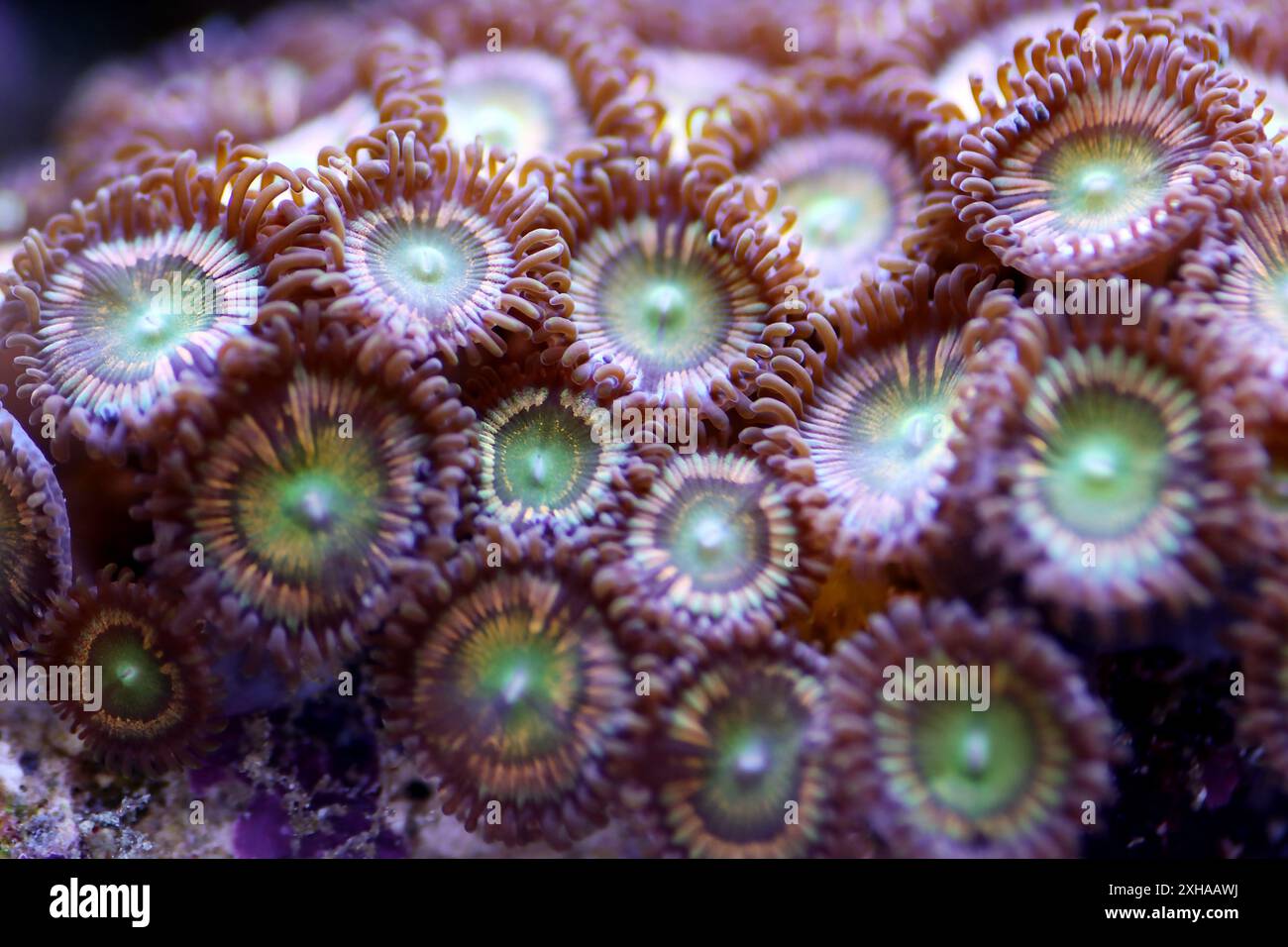Zoanthids are one of the most colorful polyps in coral reef aquarium ...
