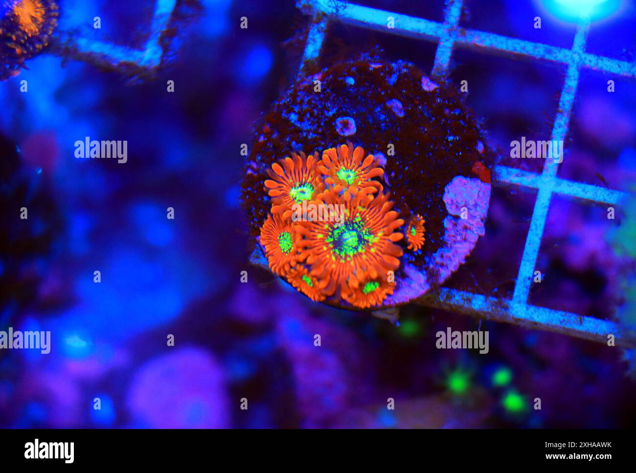 Zoanthids are one of the most colorful polyps in coral reef aquarium ...