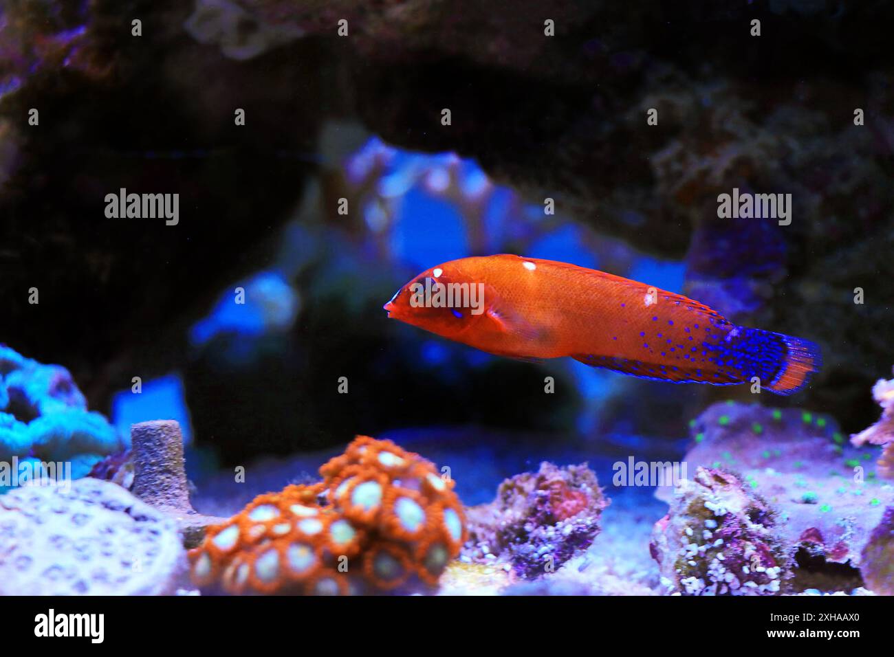 Red Coris Wrasse - (Coris gaimard Stock Photo - Alamy