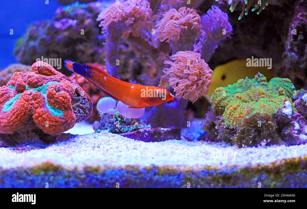 Red Coris Wrasse - (Coris gaimard Stock Photo - Alamy