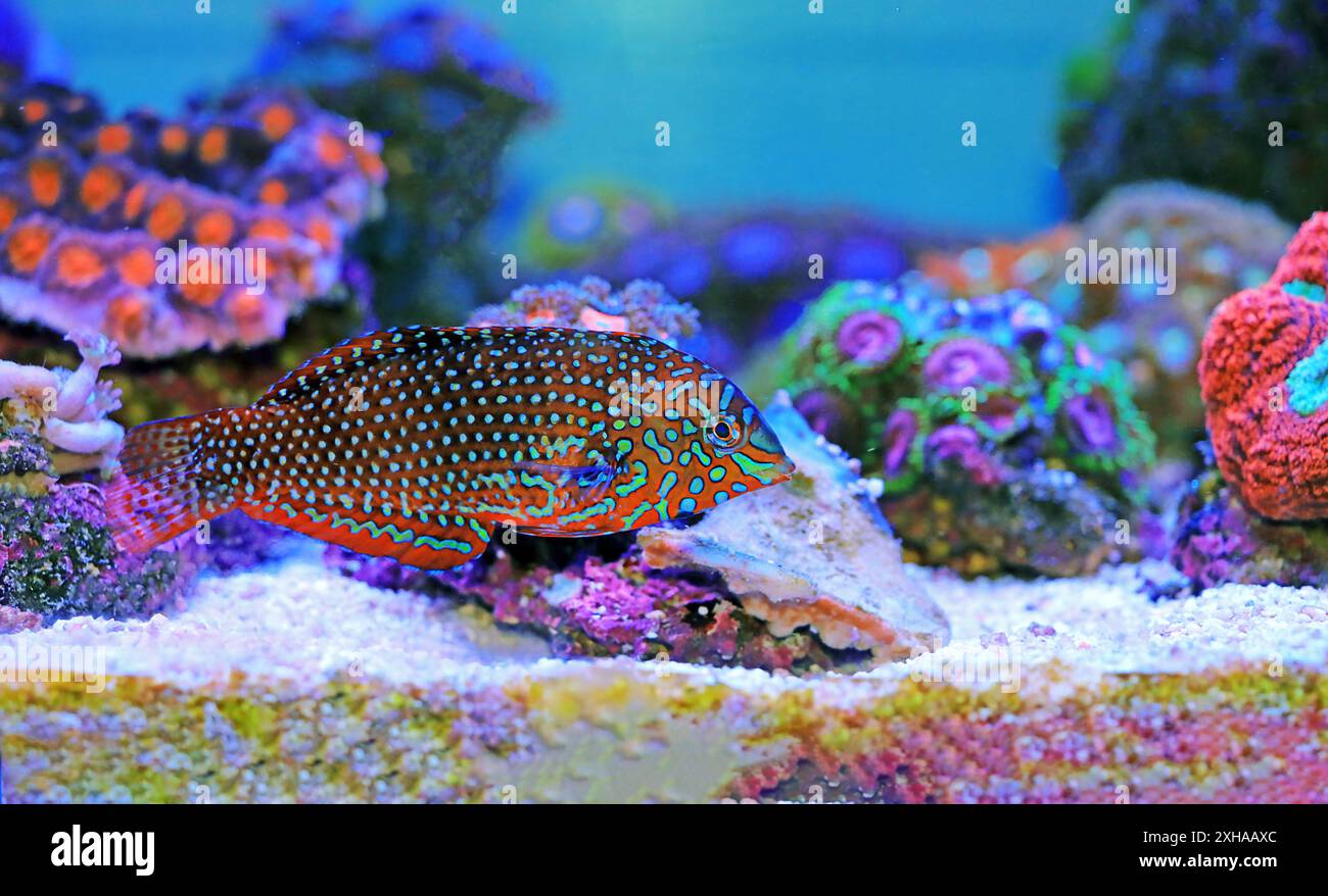 Ornate Leopard Wrasse - (Macropharyngodon ornatus Stock Photo - Alamy