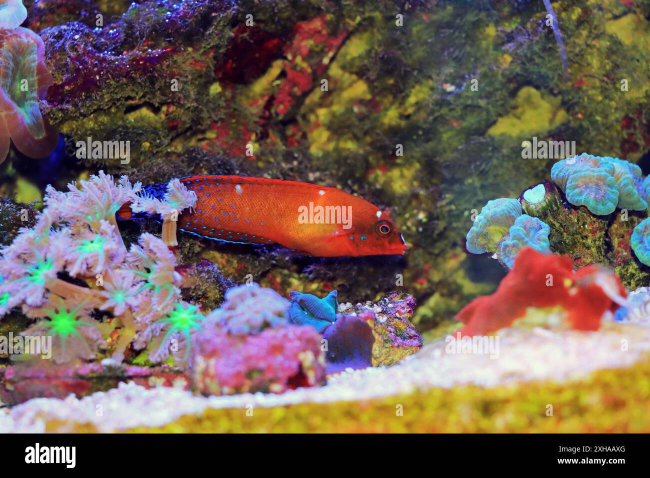 Red Coris Wrasse - (Coris gaimard Stock Photo - Alamy