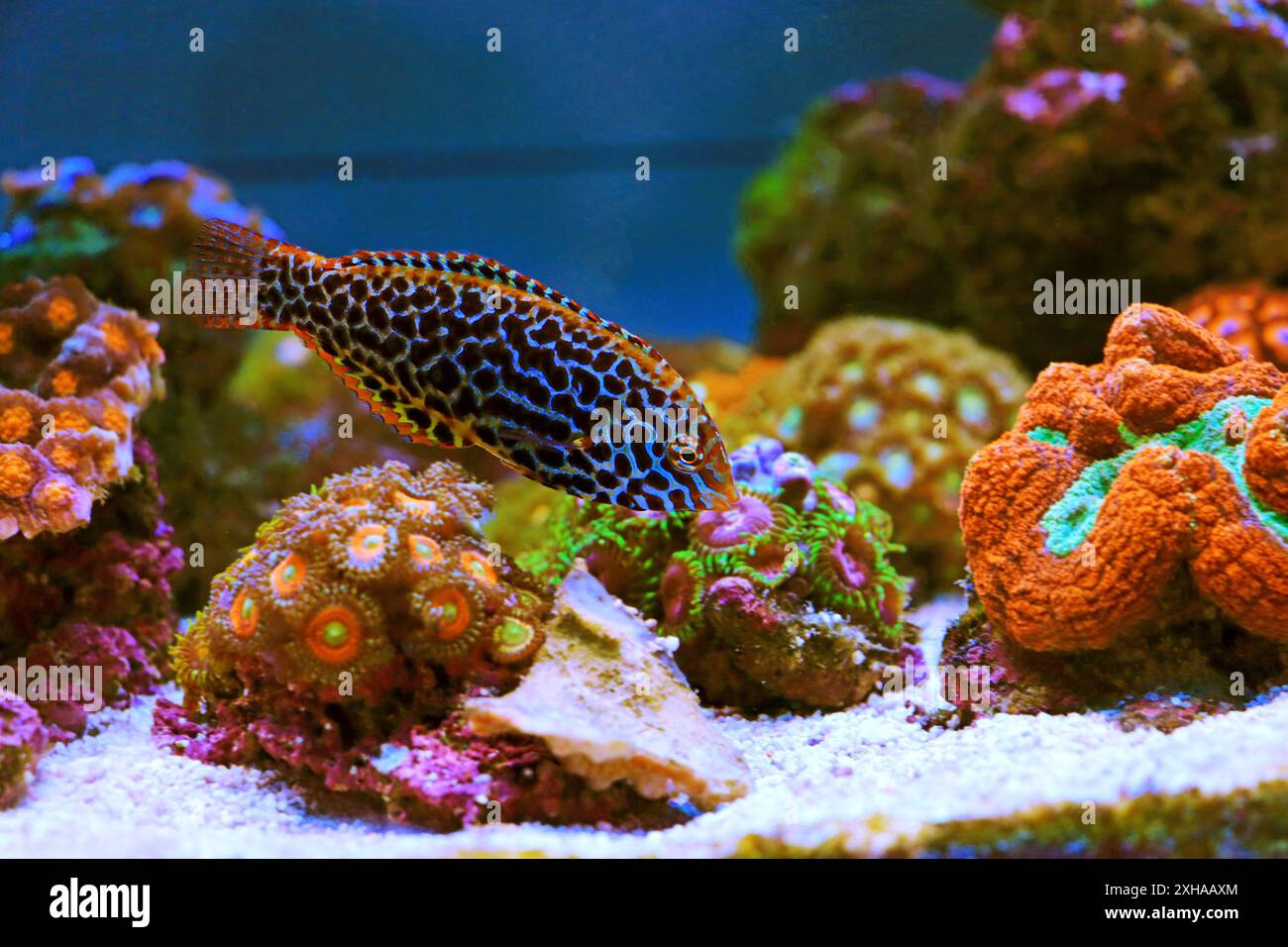 Black spotted Leopard Wrasse - (Macropharyngodon meleagris Stock Photo ...