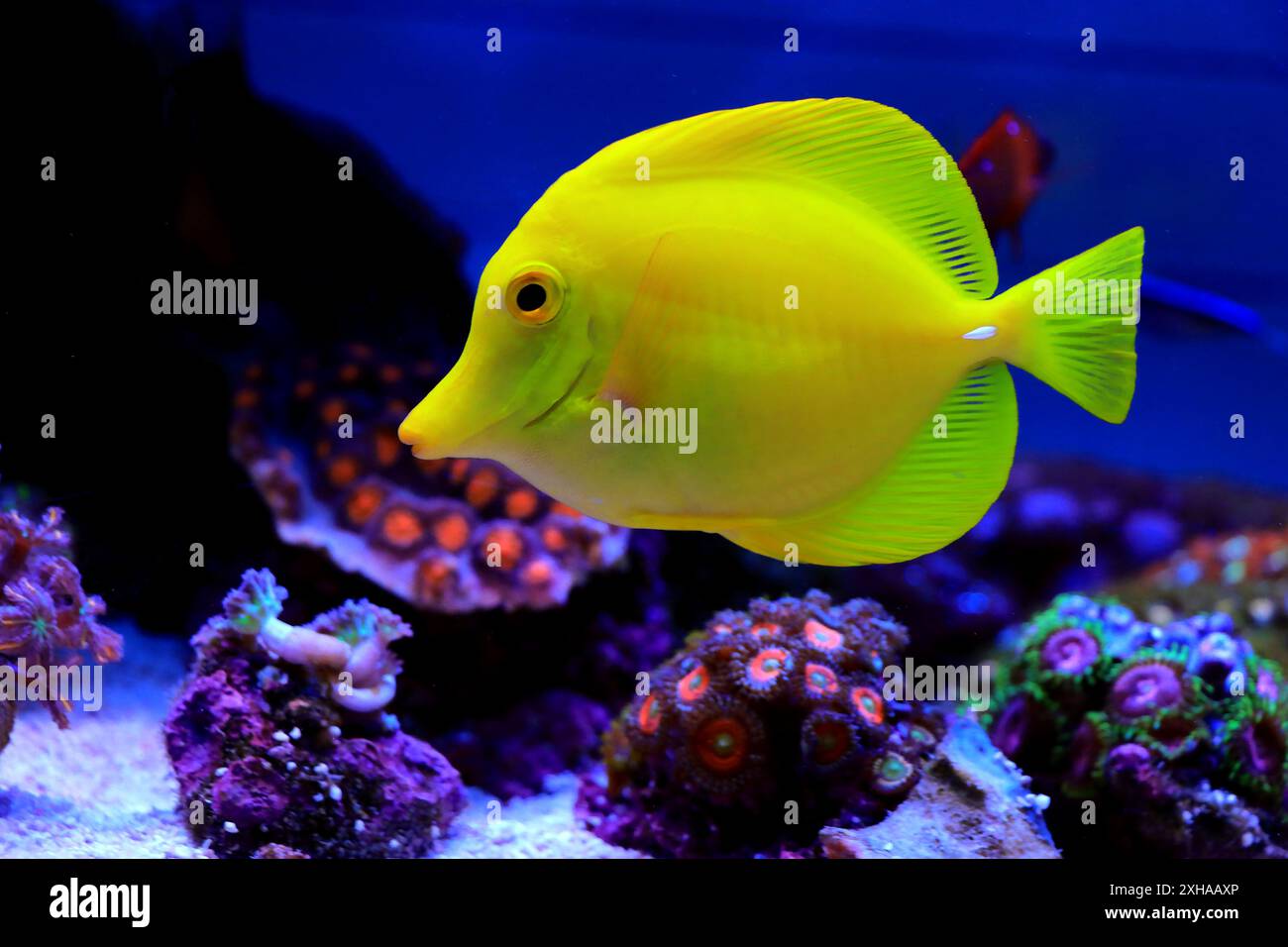 Hawaiian Yellow Tang - Zebrasoma flavescens Stock Photo - Alamy