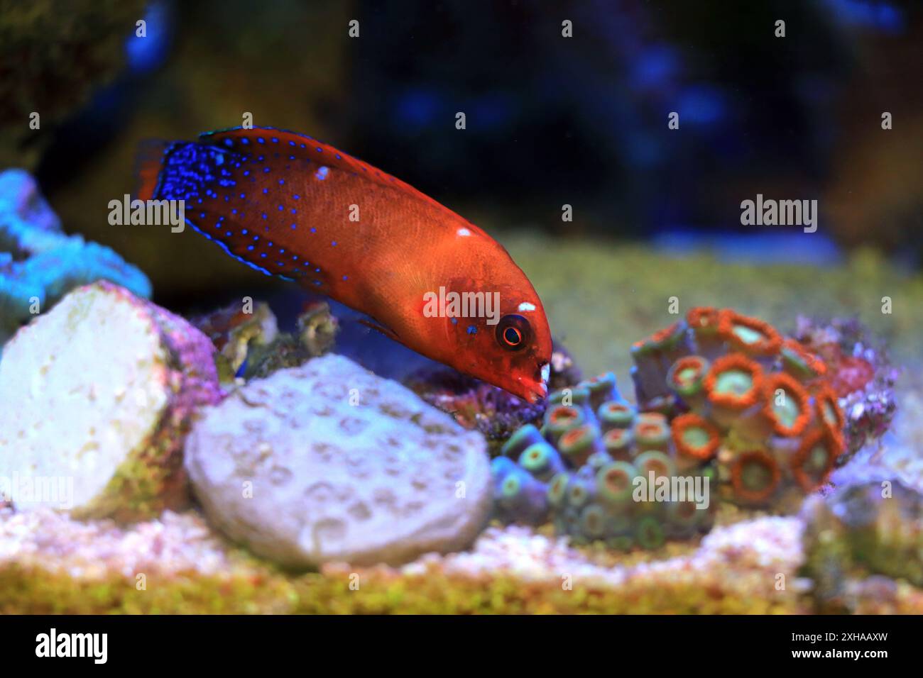 Red Coris Wrasse - (Coris gaimard Stock Photo - Alamy