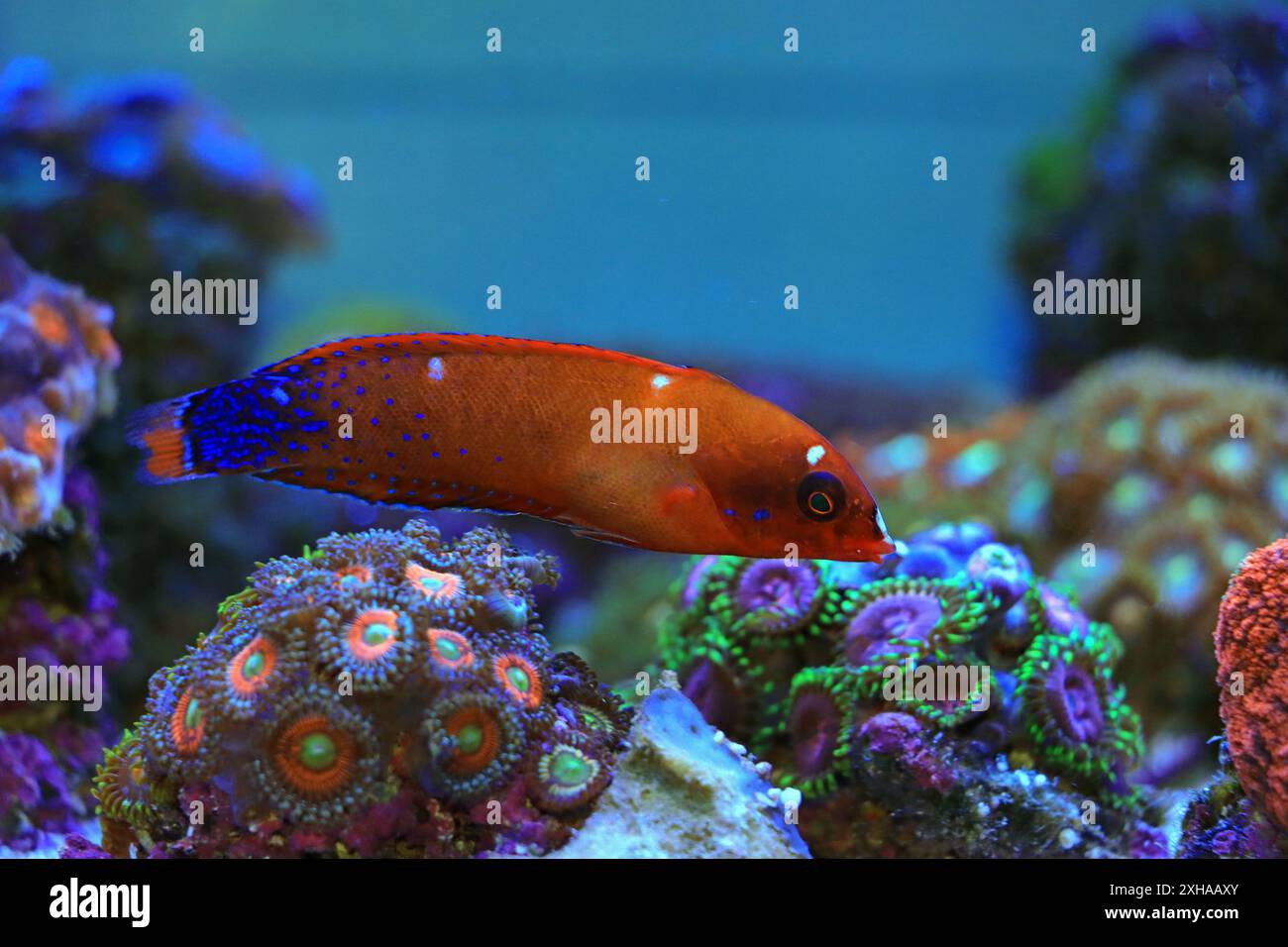 Coris wrasse hi-res stock photography and images - Alamy