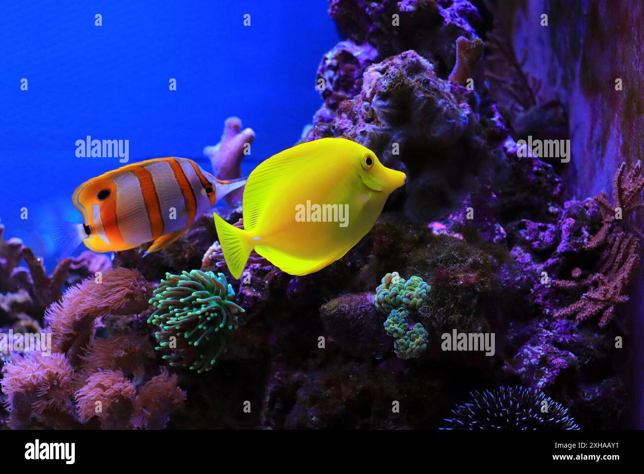 Hawaiian Yellow Tang - Zebrasoma flavescens Stock Photo - Alamy