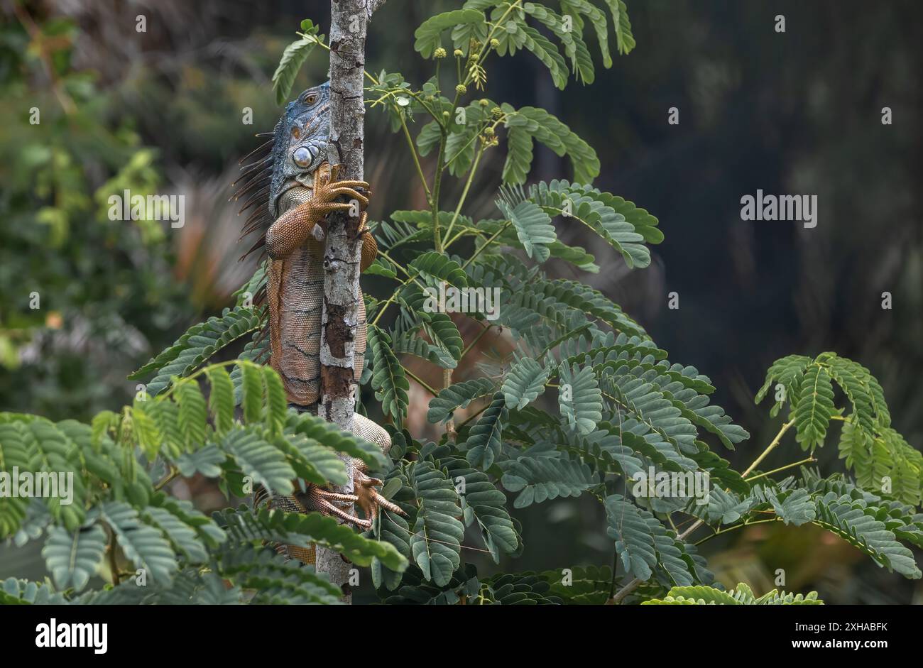 my pictures of everuthing and anything..all over the world Stock Photo ...