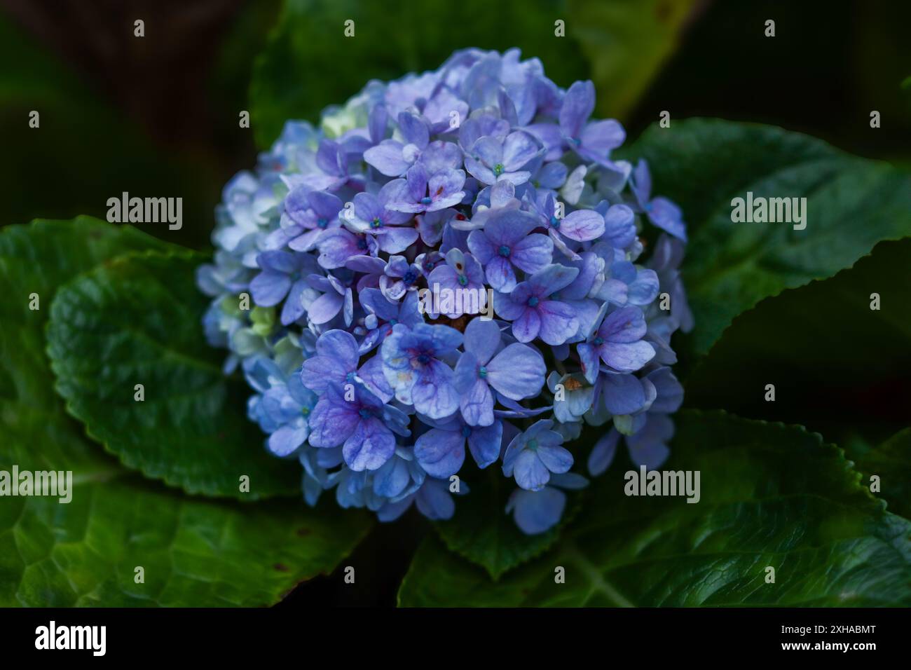 hydrangea flowers, beautiful blue, white, purple flowers Stock Photo ...
