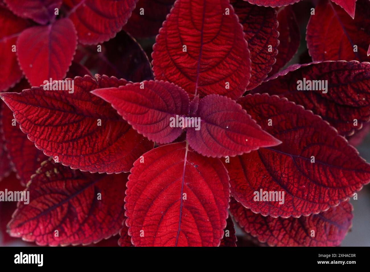 Red leaf, solenostemon Redhead or red coleus, has red color leaf and ...