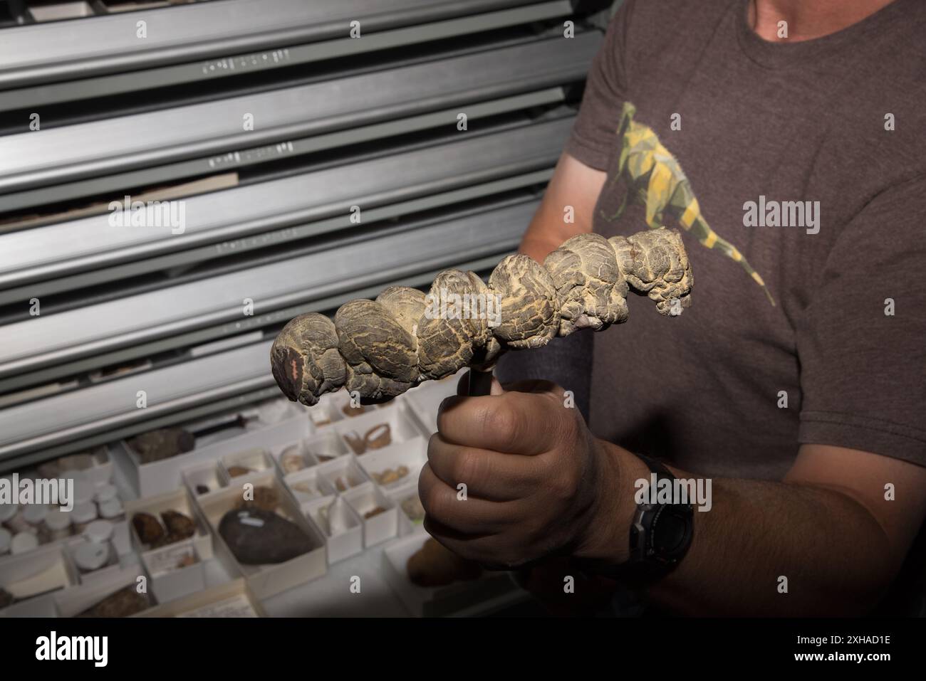 Coprolite museum hi-res stock photography and images - Alamy