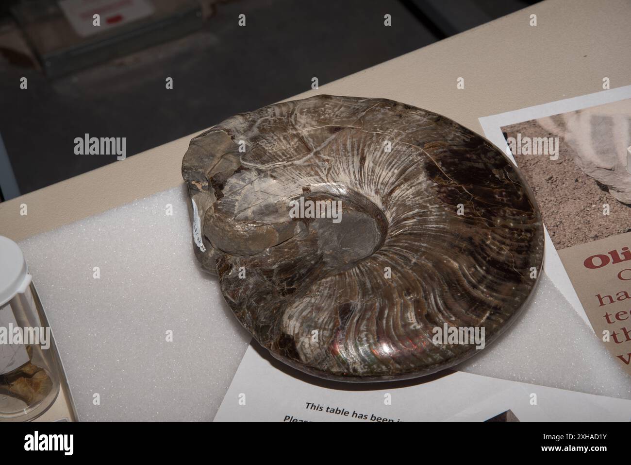 Royal Tyrrell Museum of Palaeontology in Drumheller in Alberta provides ...