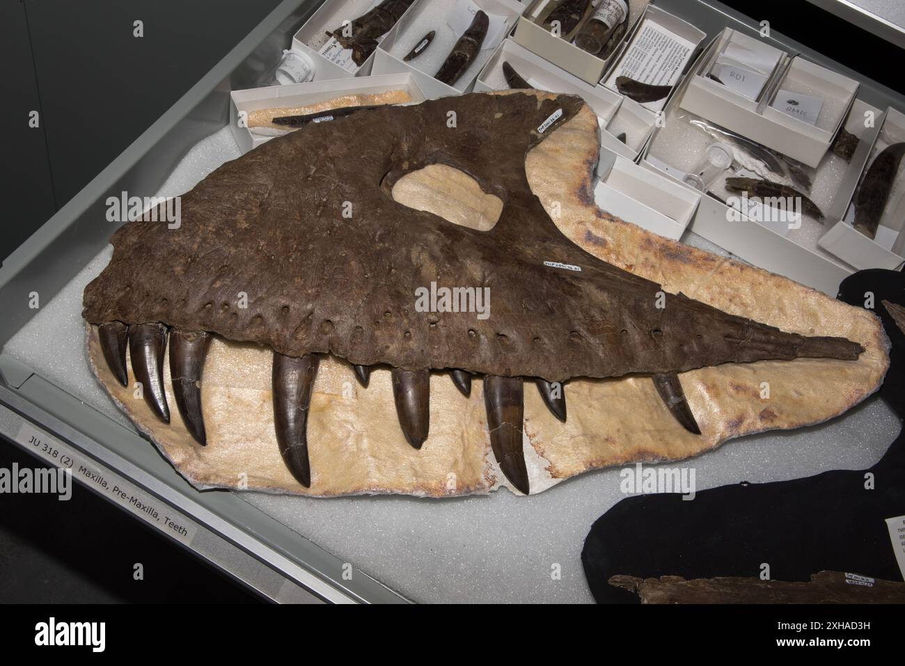 Royal Tyrrell Museum of Palaeontology in Drumheller in Alberta provides ...