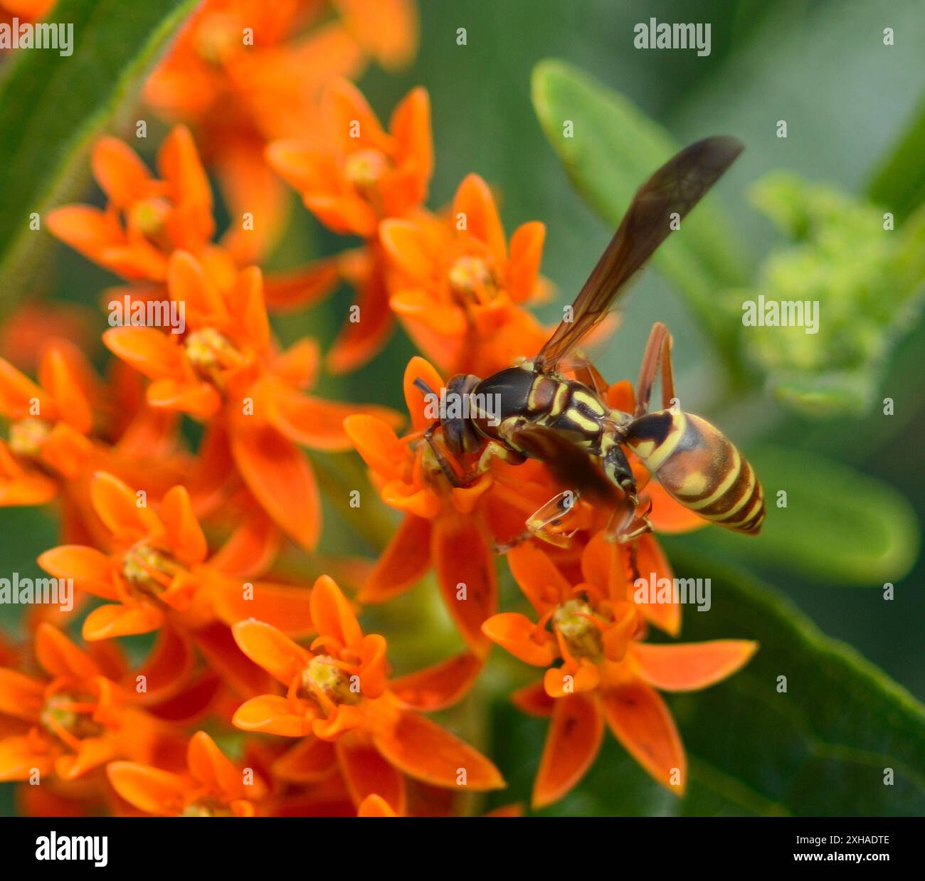 Dark (Northern) Paper Wasp (Polistes fuscatus) on Orange Butterfly Weed ...