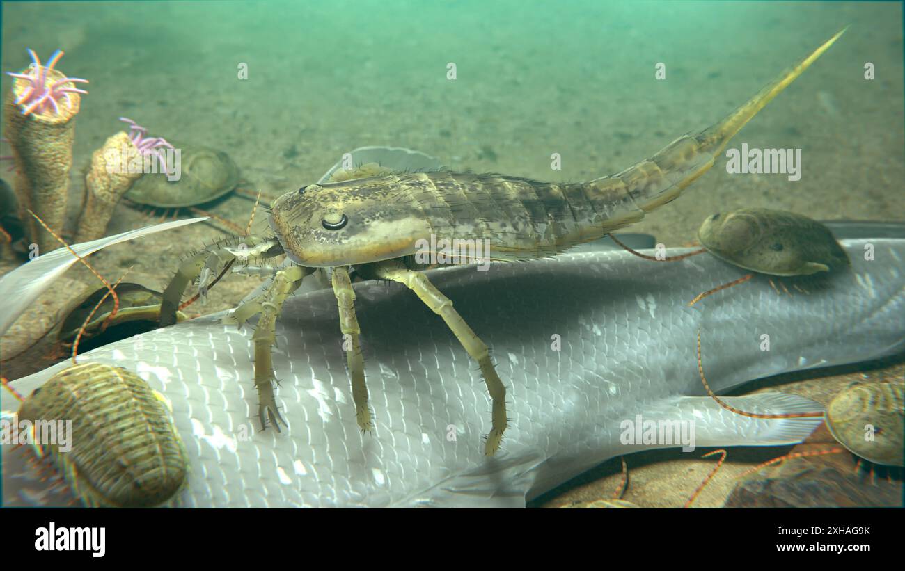 An illustration of the extinct Eurypterid Kokomopterus (sea scorpions ...