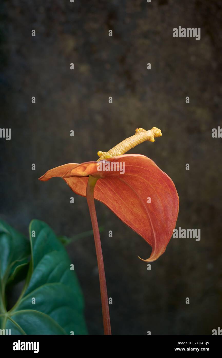 spadix of anthurium flower developed small berry like fruits after ...