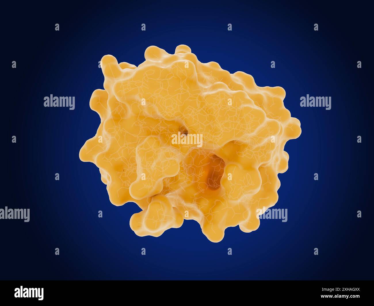 Illustration of prostate-specific antigen (PSA), also known as gamma ...