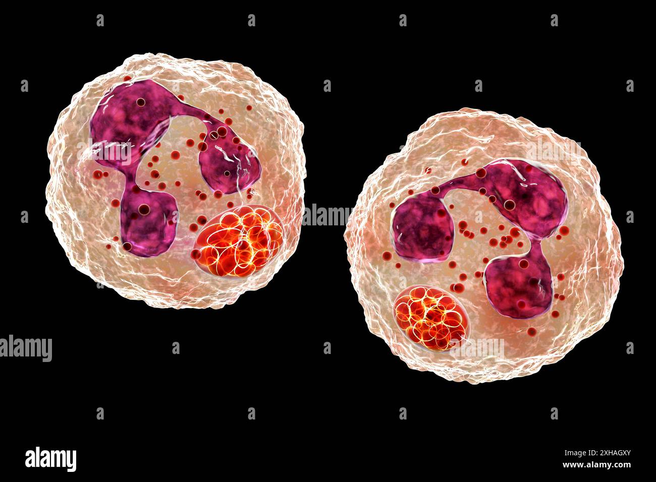 Illustration of Anaplasma sp. bacteria infecting neutrophils. Anaplasma ...