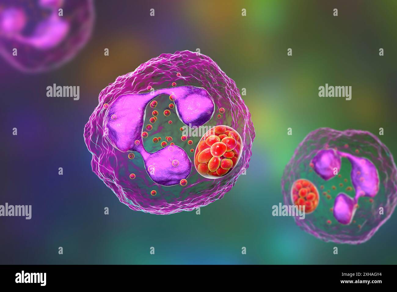 Ehrlichiaceae hi-res stock photography and images - Alamy