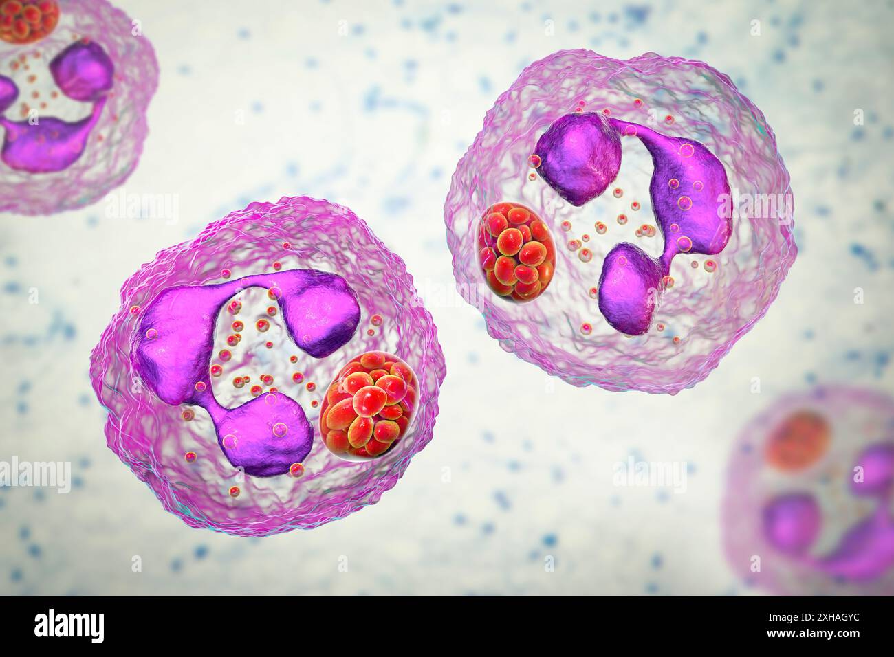 Illustration of Anaplasma sp. bacteria infecting neutrophils. Anaplasma ...