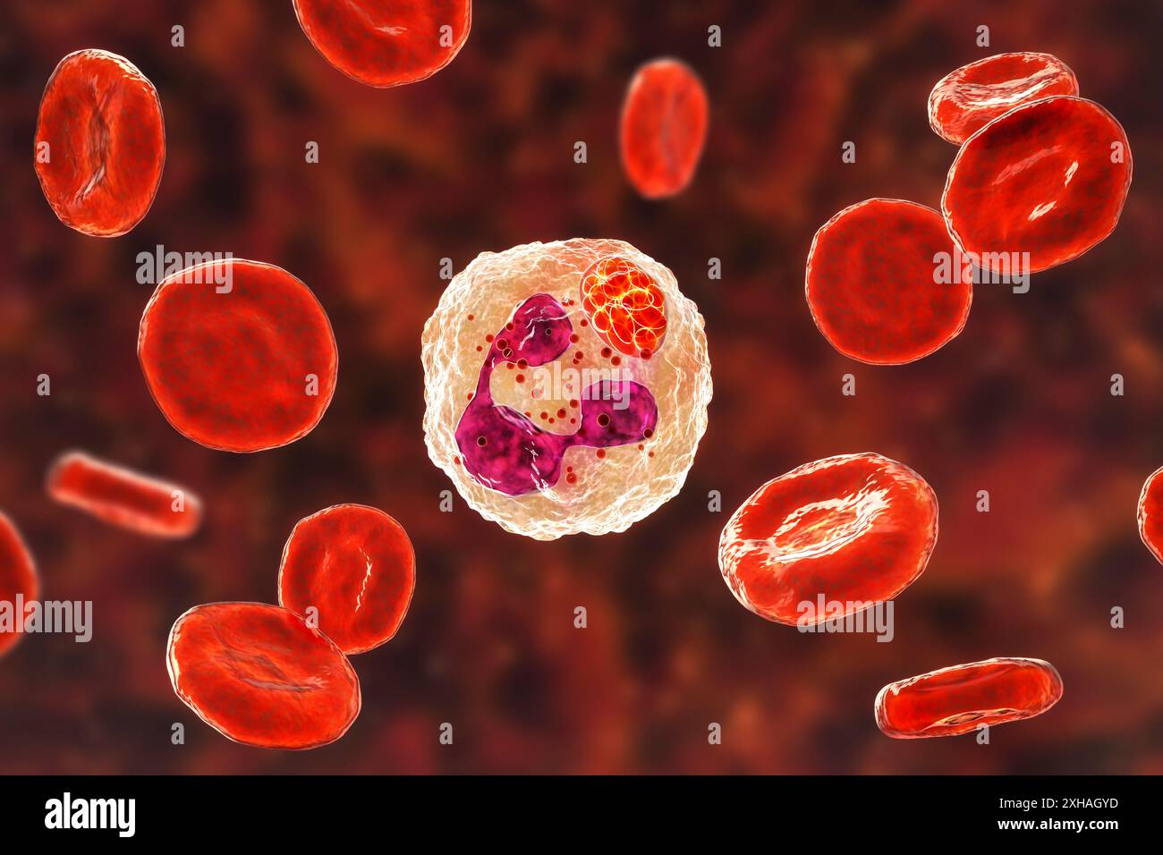 Illustration of Anaplasma sp. bacteria infecting neutrophils. Anaplasma ...