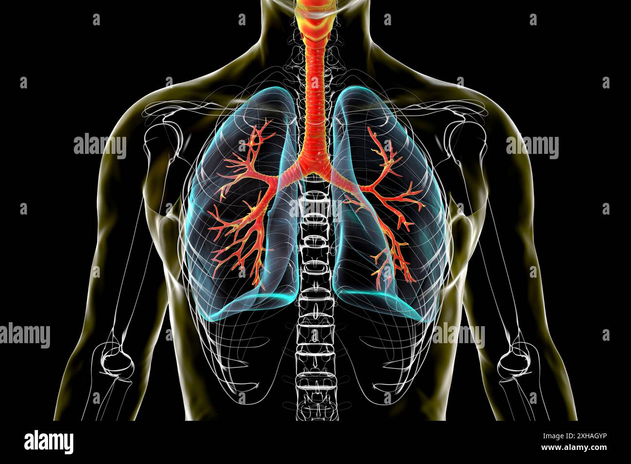 Illustration of the anatomy of the human respiratory system, with lungs ...