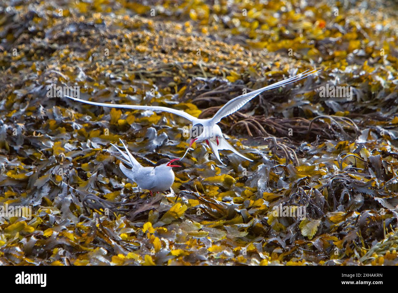 Arctic tern, Sterna paradisaea, courtship behavior, "fish flight ...