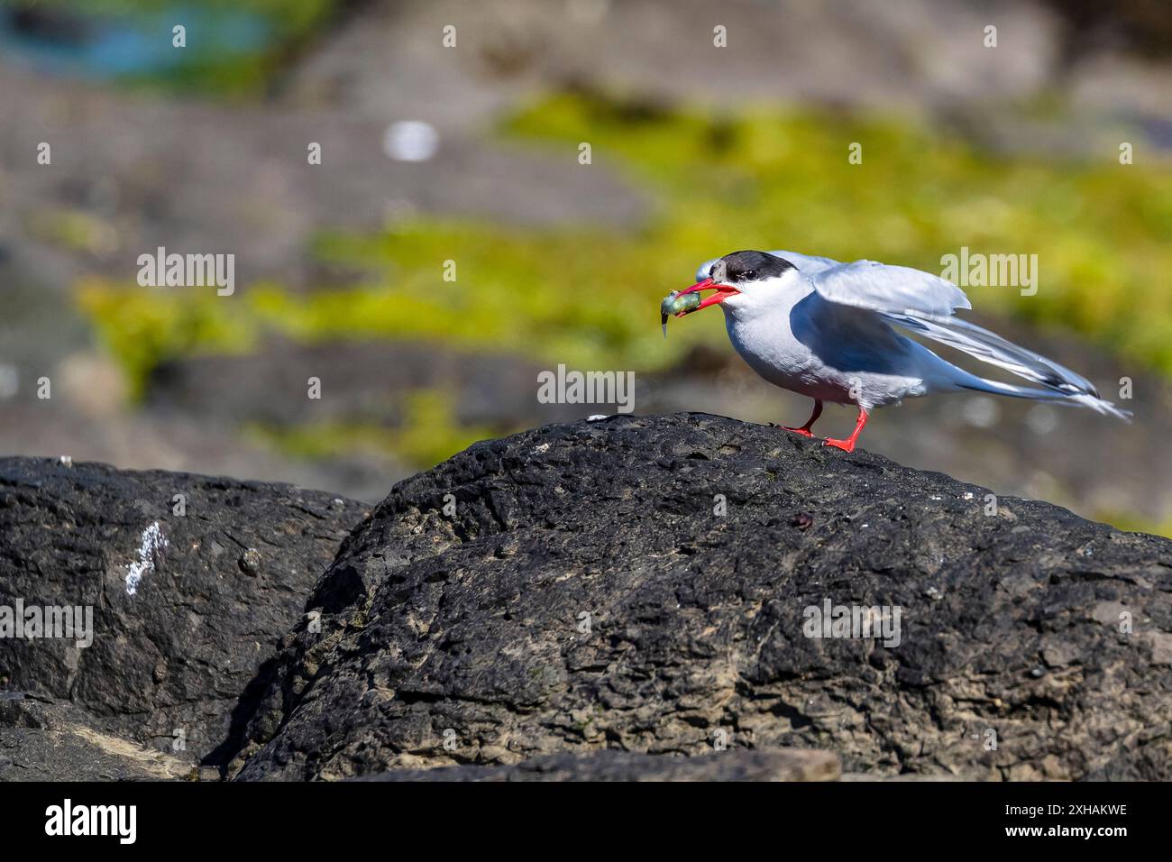 Arctic Bird Of Prey