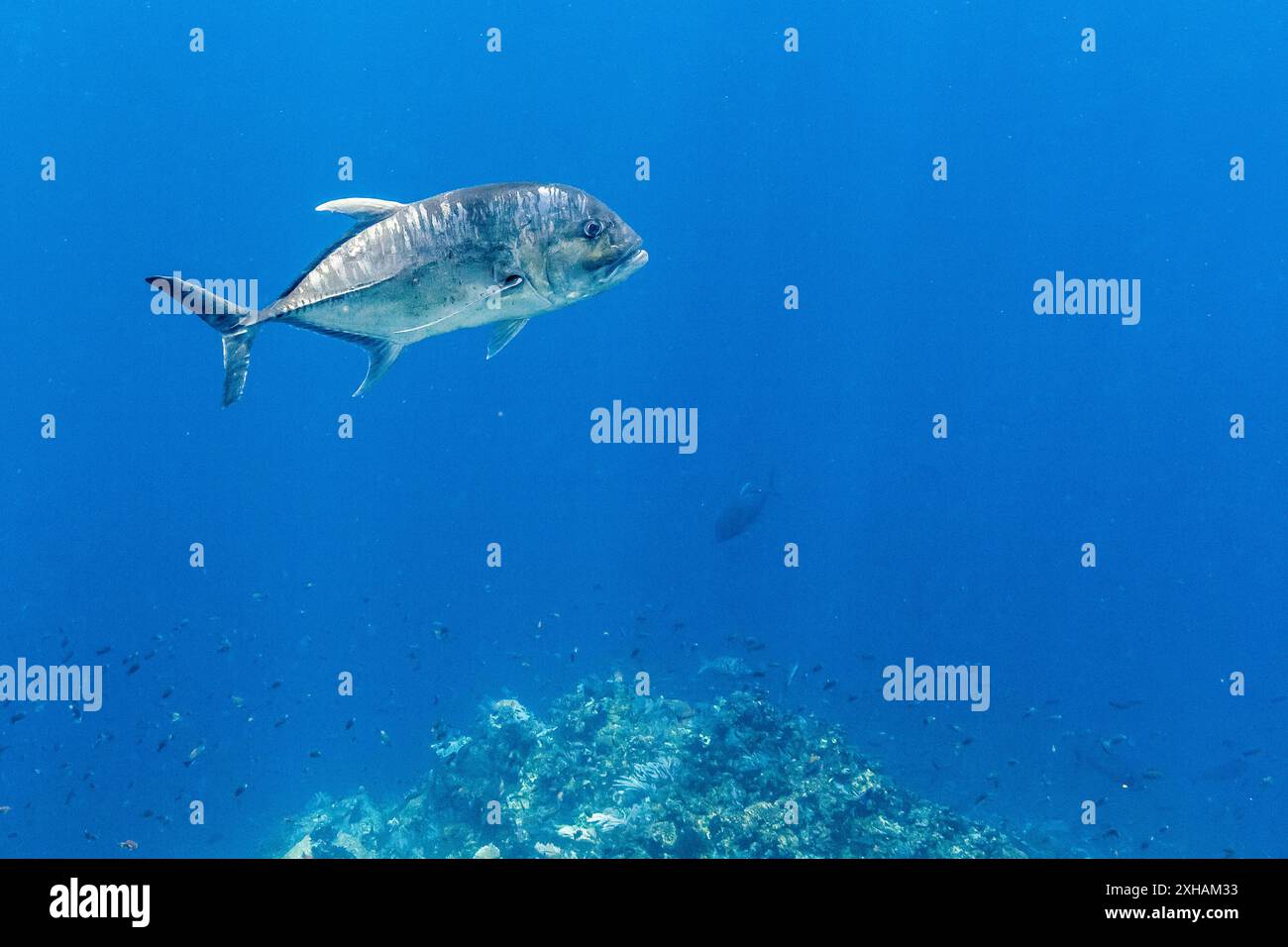 giant trevally, Caranx ignobilis, Batu Bolong Island, Komodo National ...