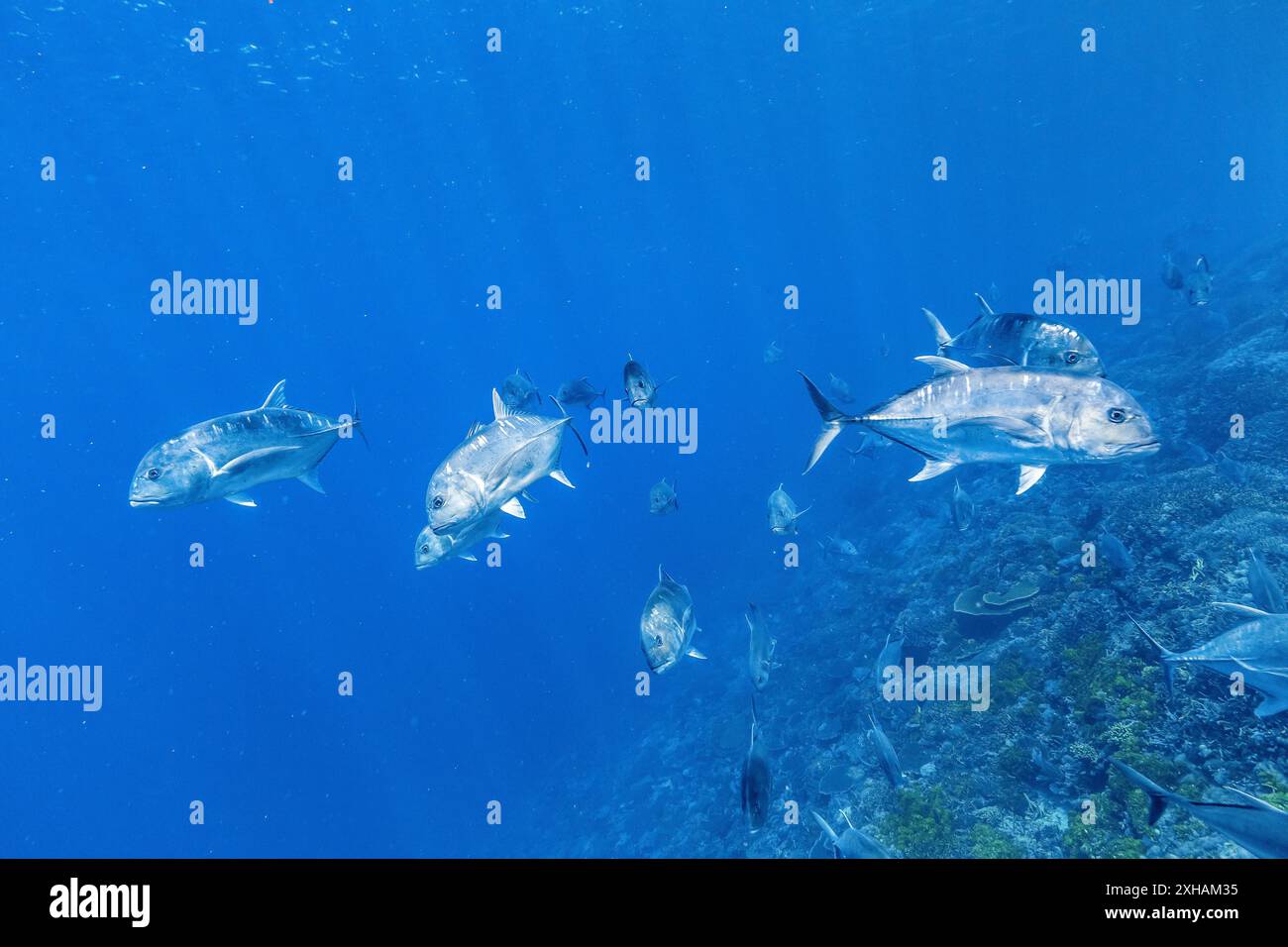 A school of ulua, giant trevally, Caranx ignobilis, Siaba Kecil Island ...