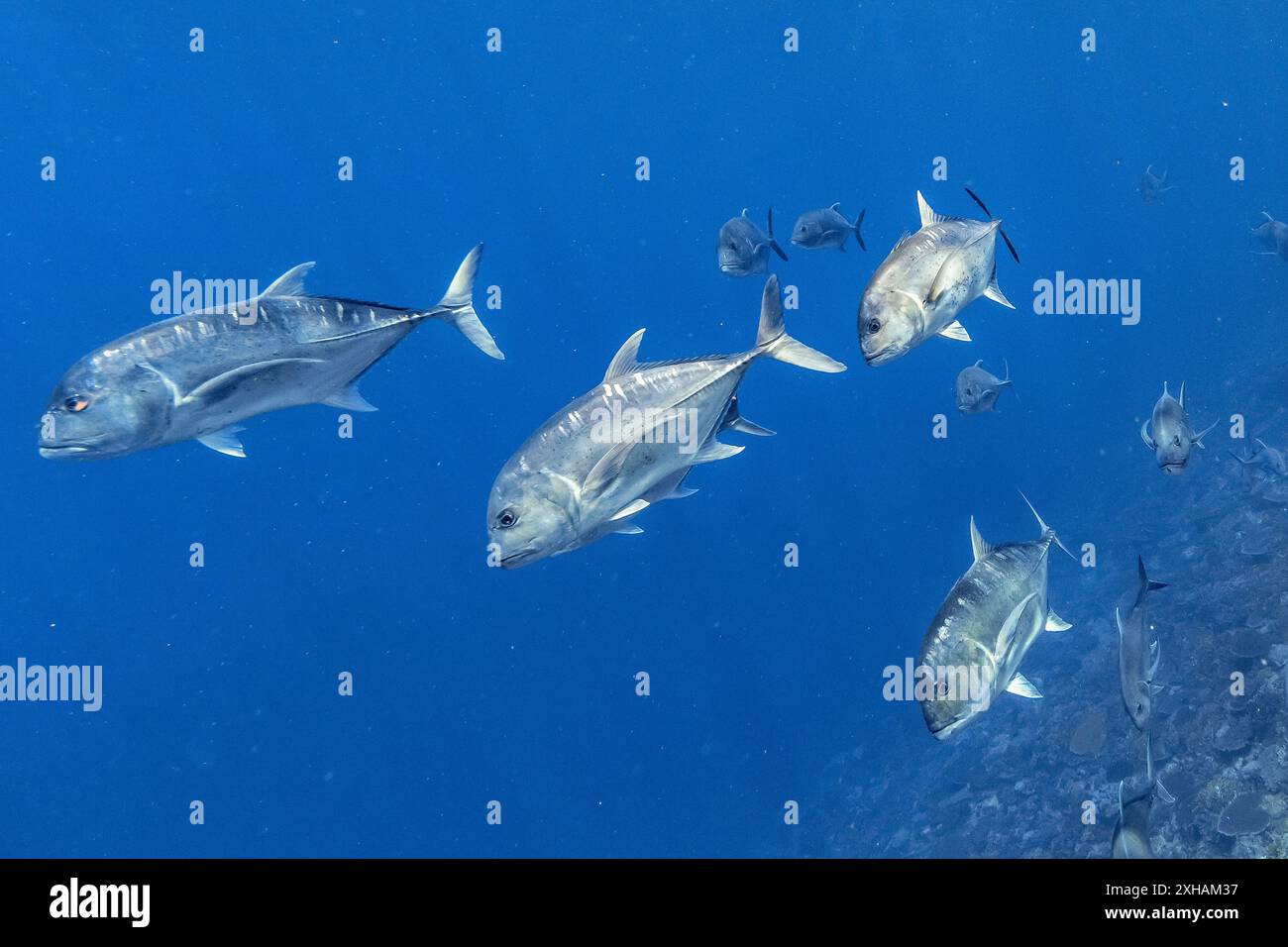 A school of ulua, giant trevally, Caranx ignobilis, Siaba Kecil Island ...