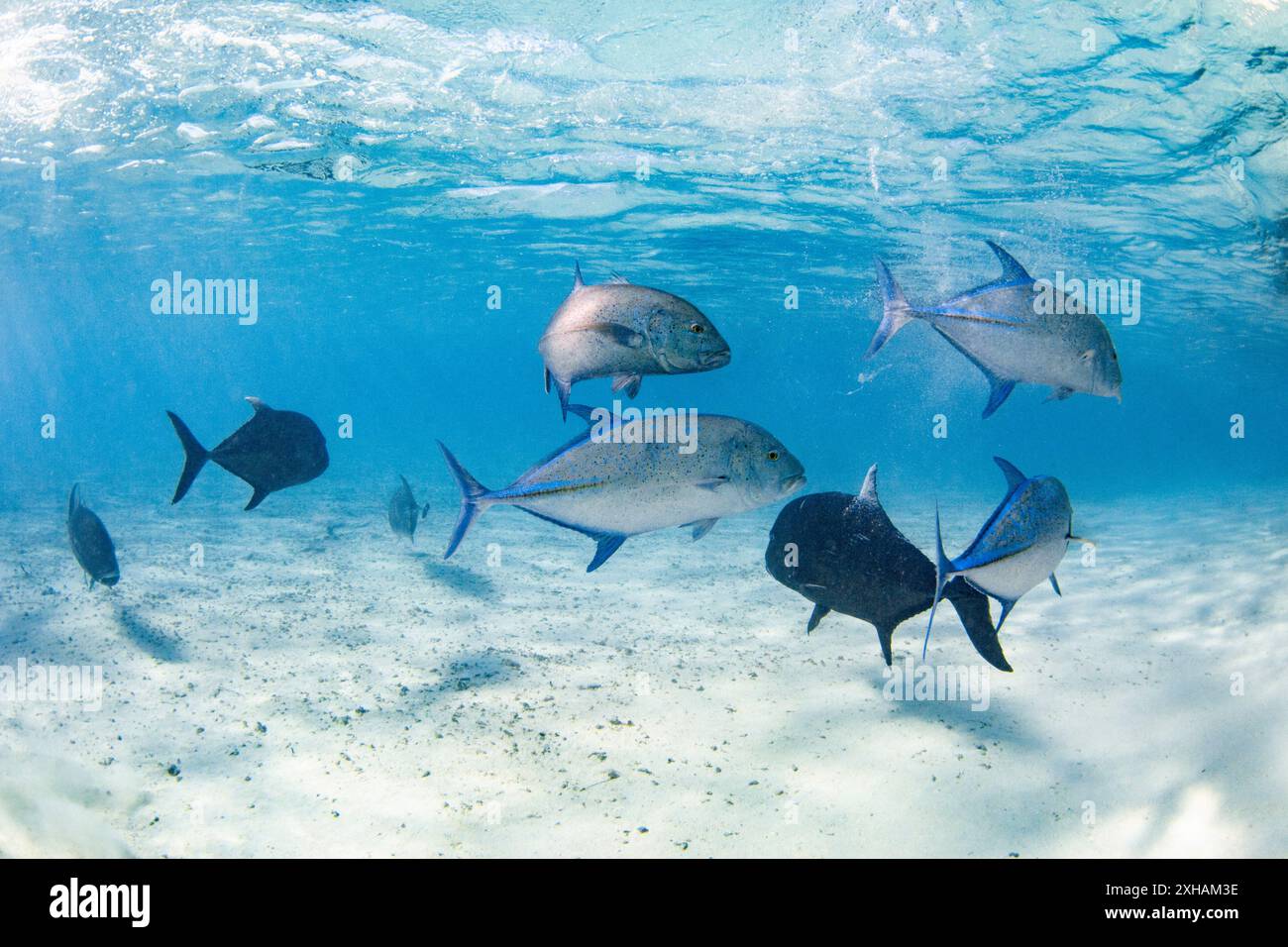 Bluefin trevally cook islands hi-res stock photography and images - Alamy