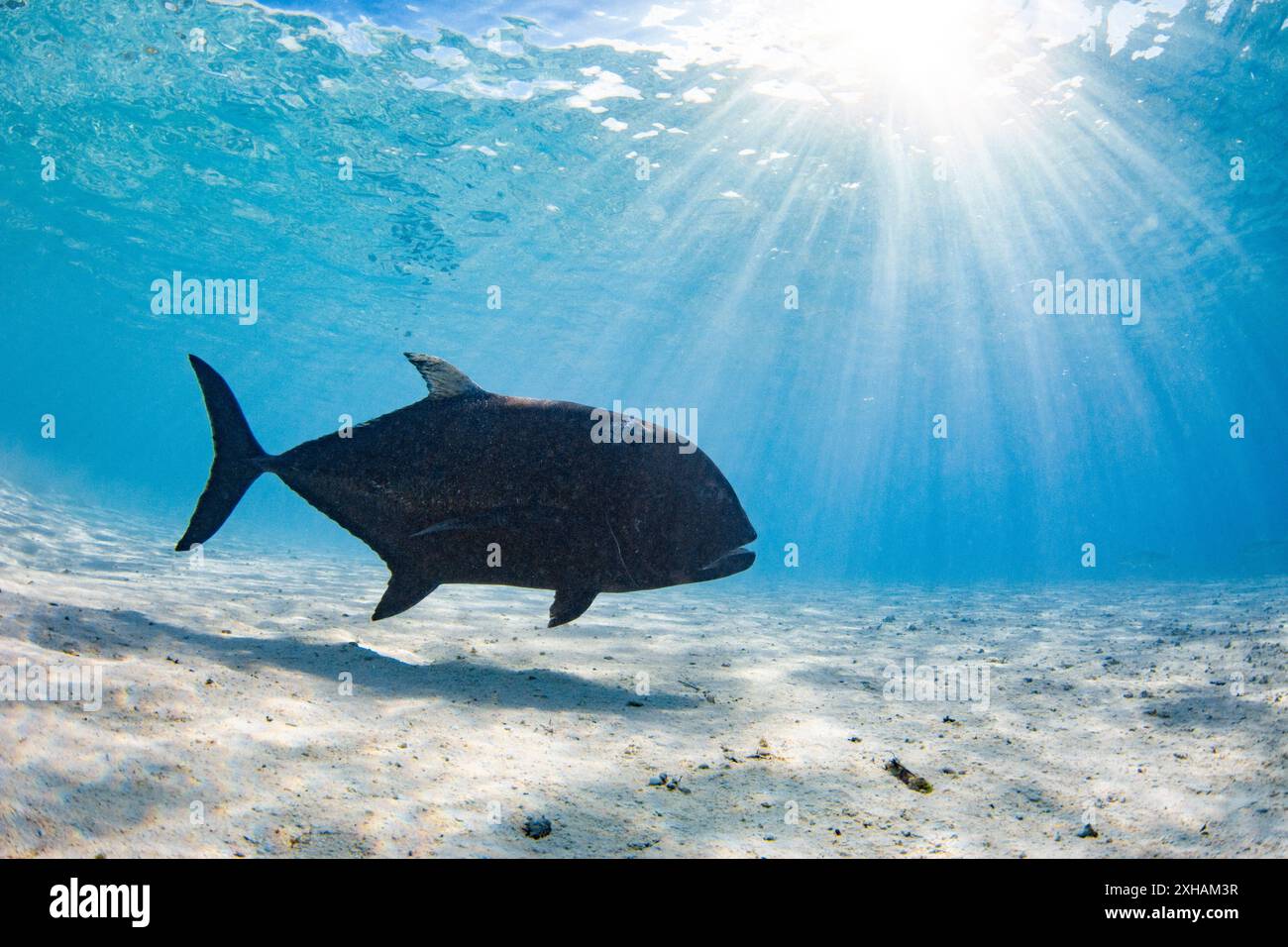 giant trevally, Caranx ignobilis, One Foot Island, Aitutaki, Cook ...