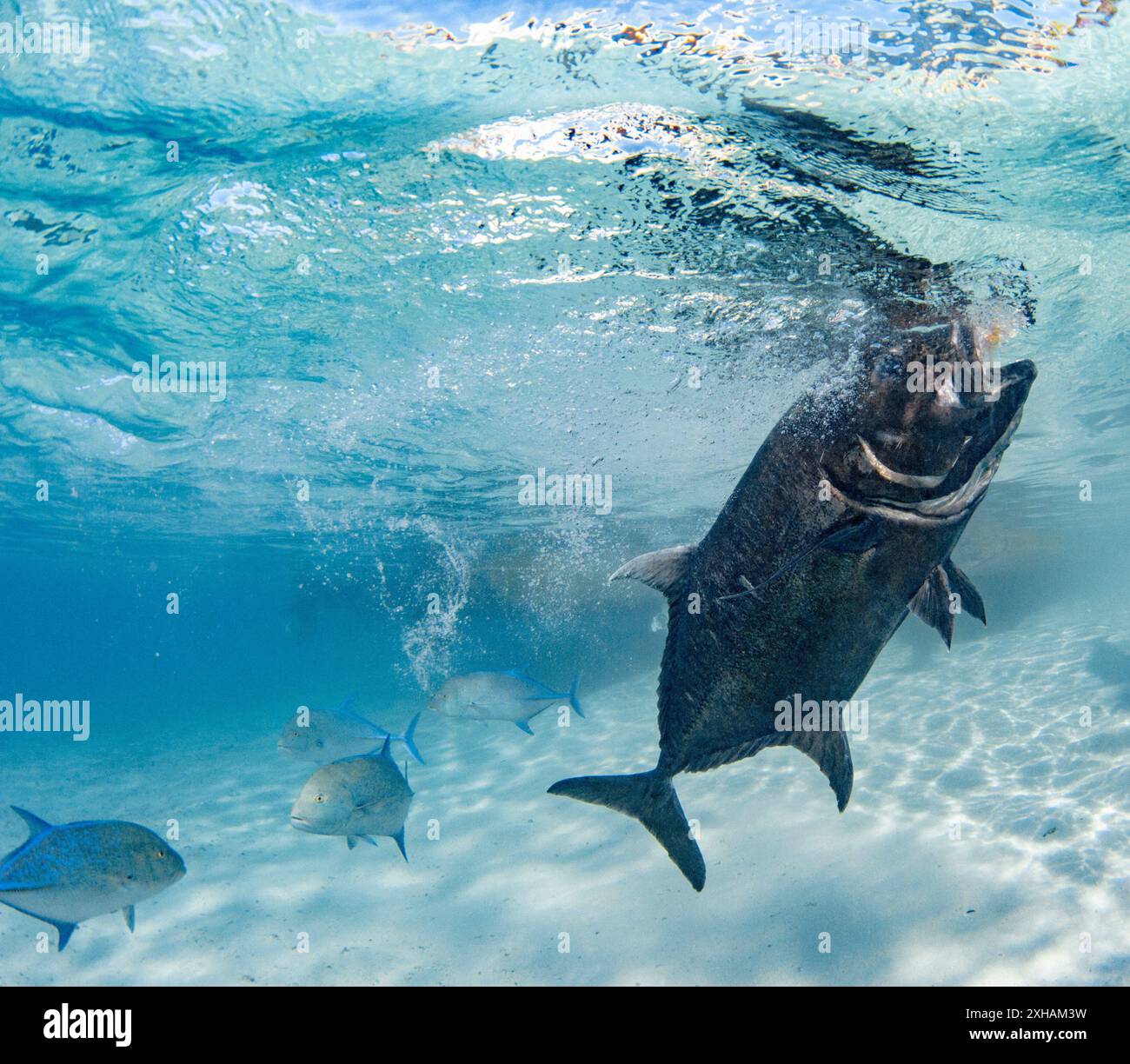 giant trevally, Caranx ignobilis, One Foot Island, Aitutaki, Cook ...