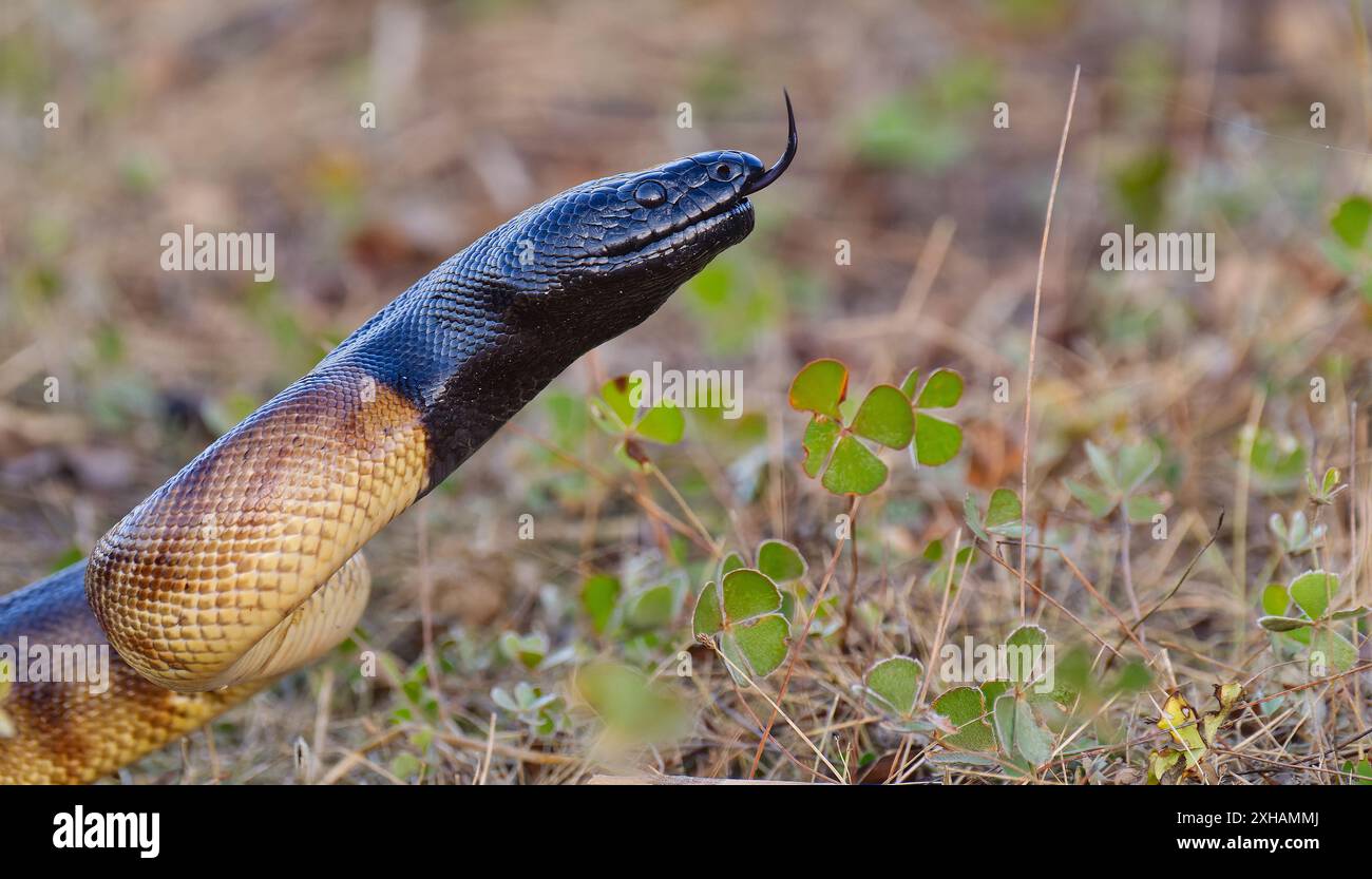 A Black-headed python (Aspidites melanocephalus) rearing coiling up to ...