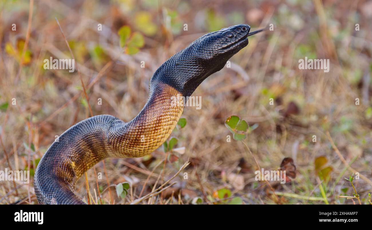 A Black-headed python (Aspidites melanocephalus) rearing coiling up to ...