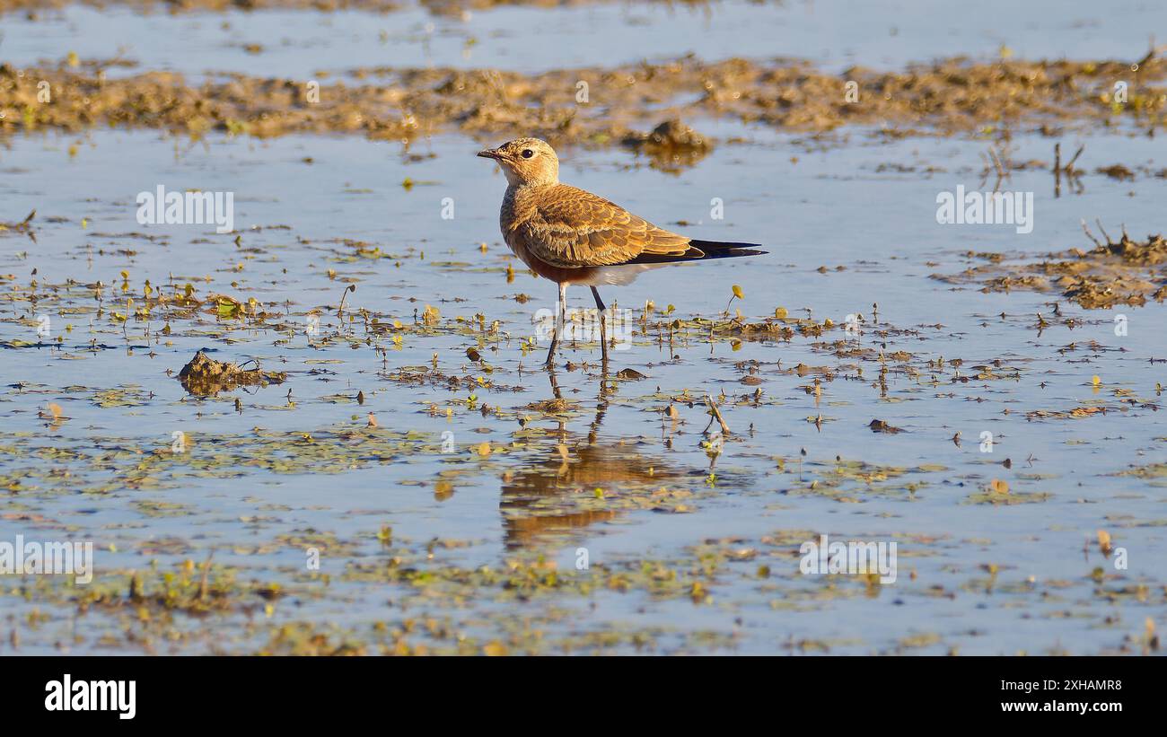 Australian pratincole (Stiltia isabella) non-breeding standing in ...