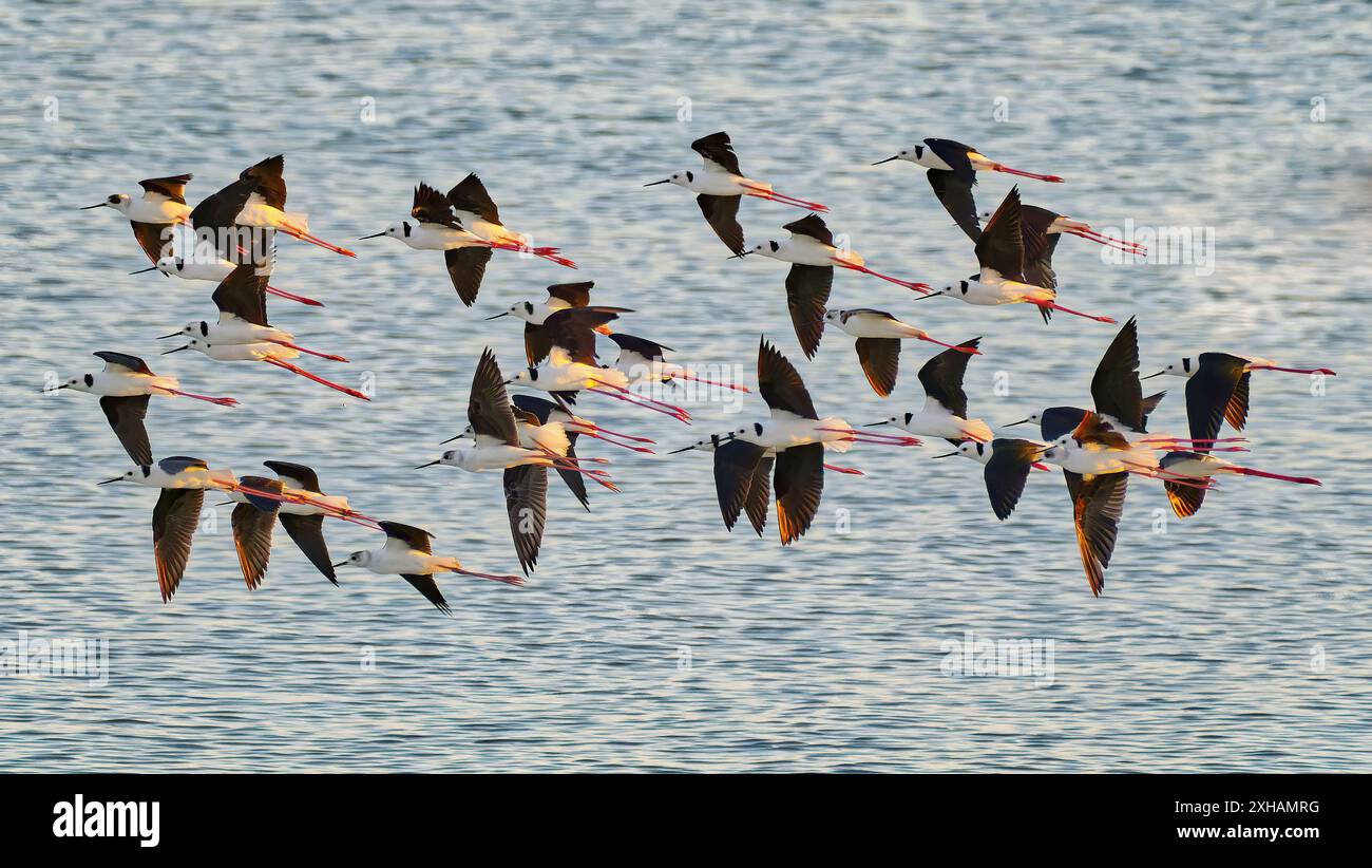 Flock group of Pied stilt (Himantopus leucocephalus) flying low in ...