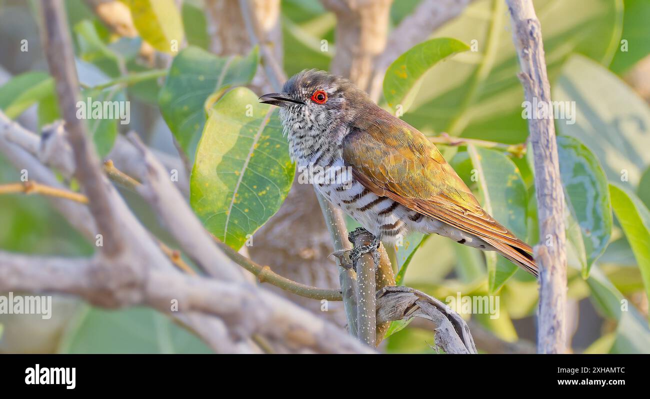 Red and white striped bronze hi-res stock photography and images - Alamy
